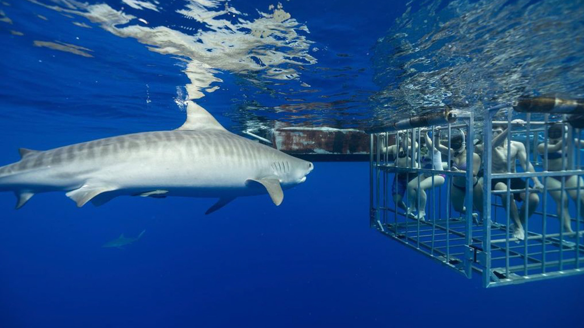 Snorkeling & Diving Adventures | Top Things To Do In Oahu