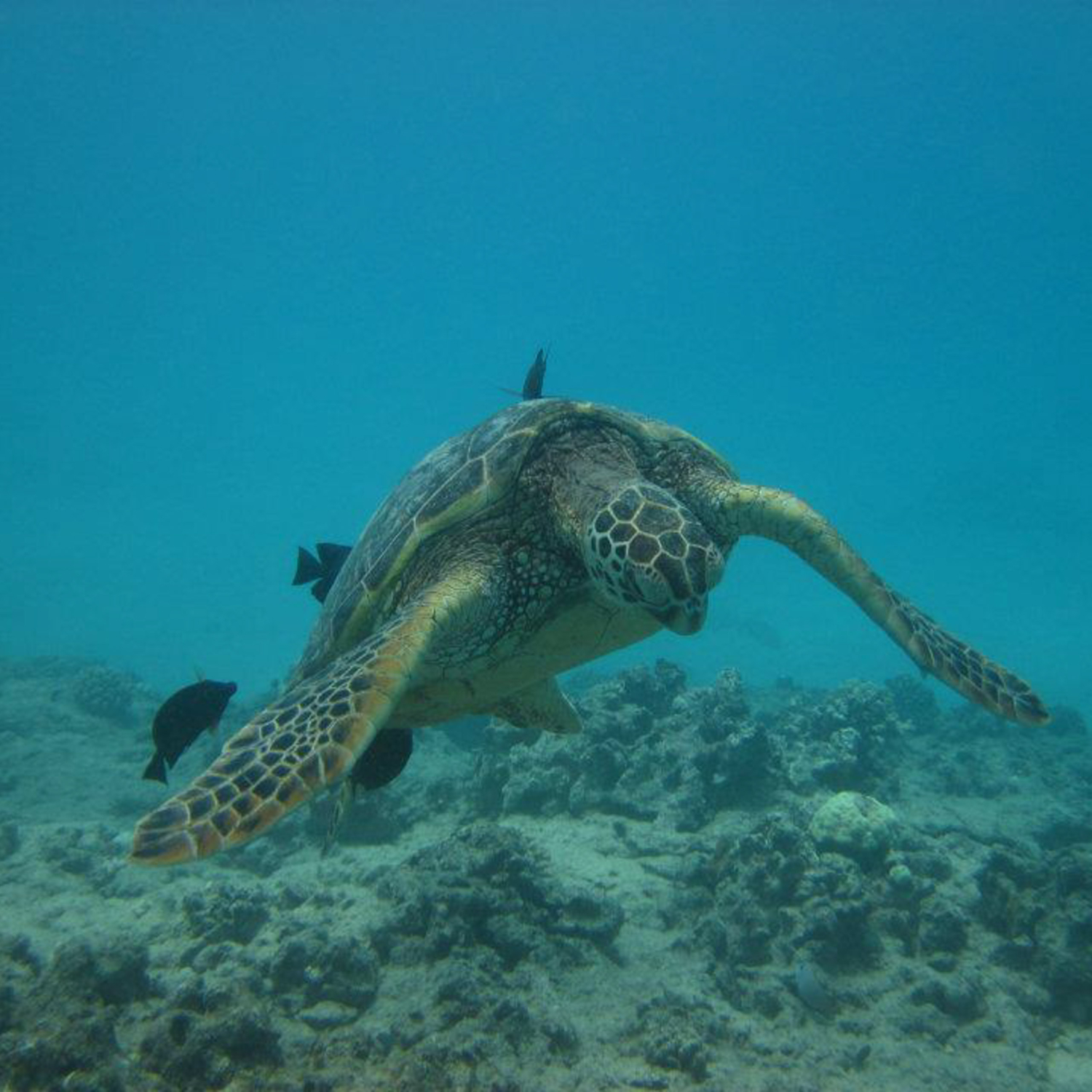 Turtle Canyon Snorkel Expedition | Oahu Tours And Activities