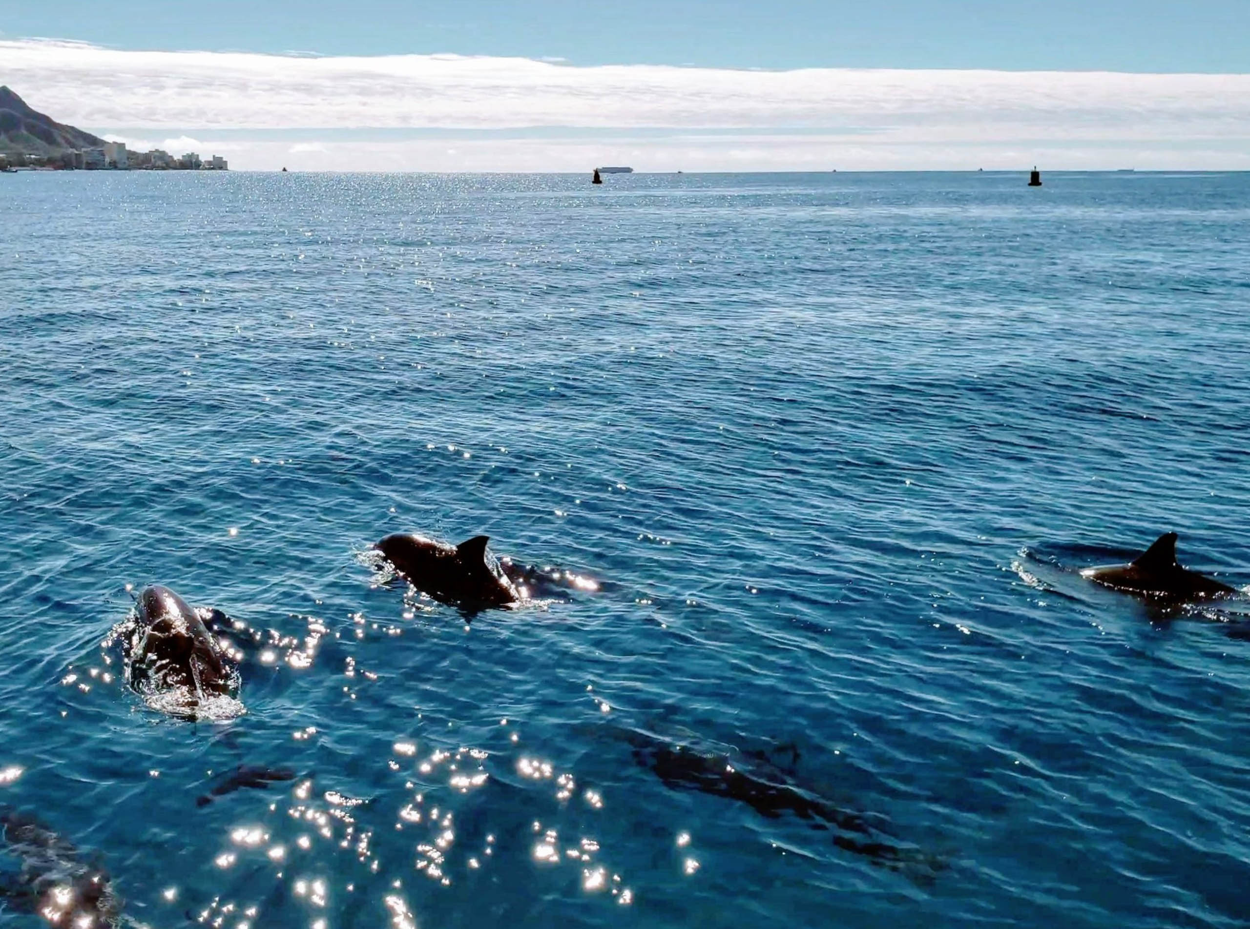 West Oahu Dolphin Snorkel Sail Tour | Oahu Activities