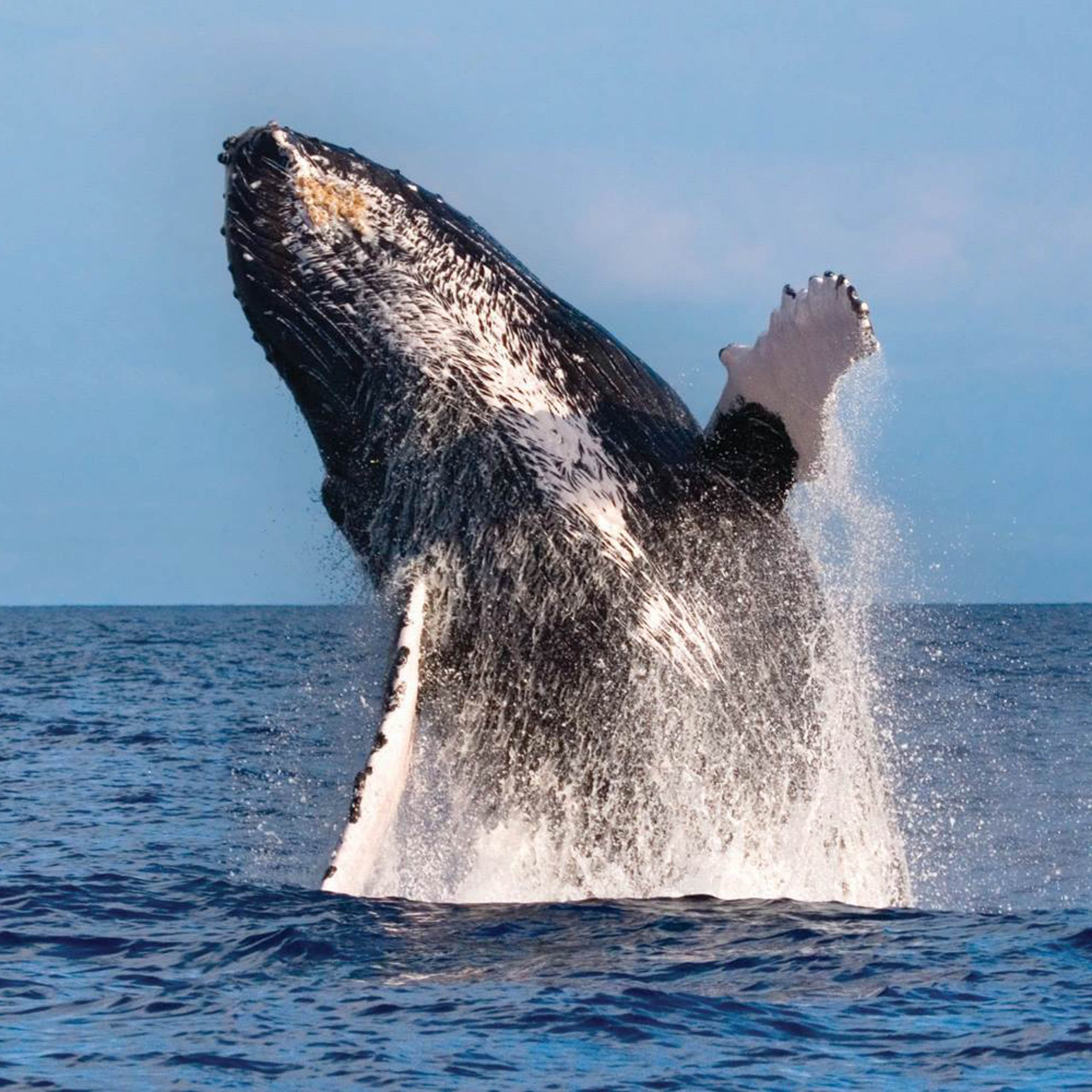 West Oahu Dolphin Snorkel Sail | Oahu Activities